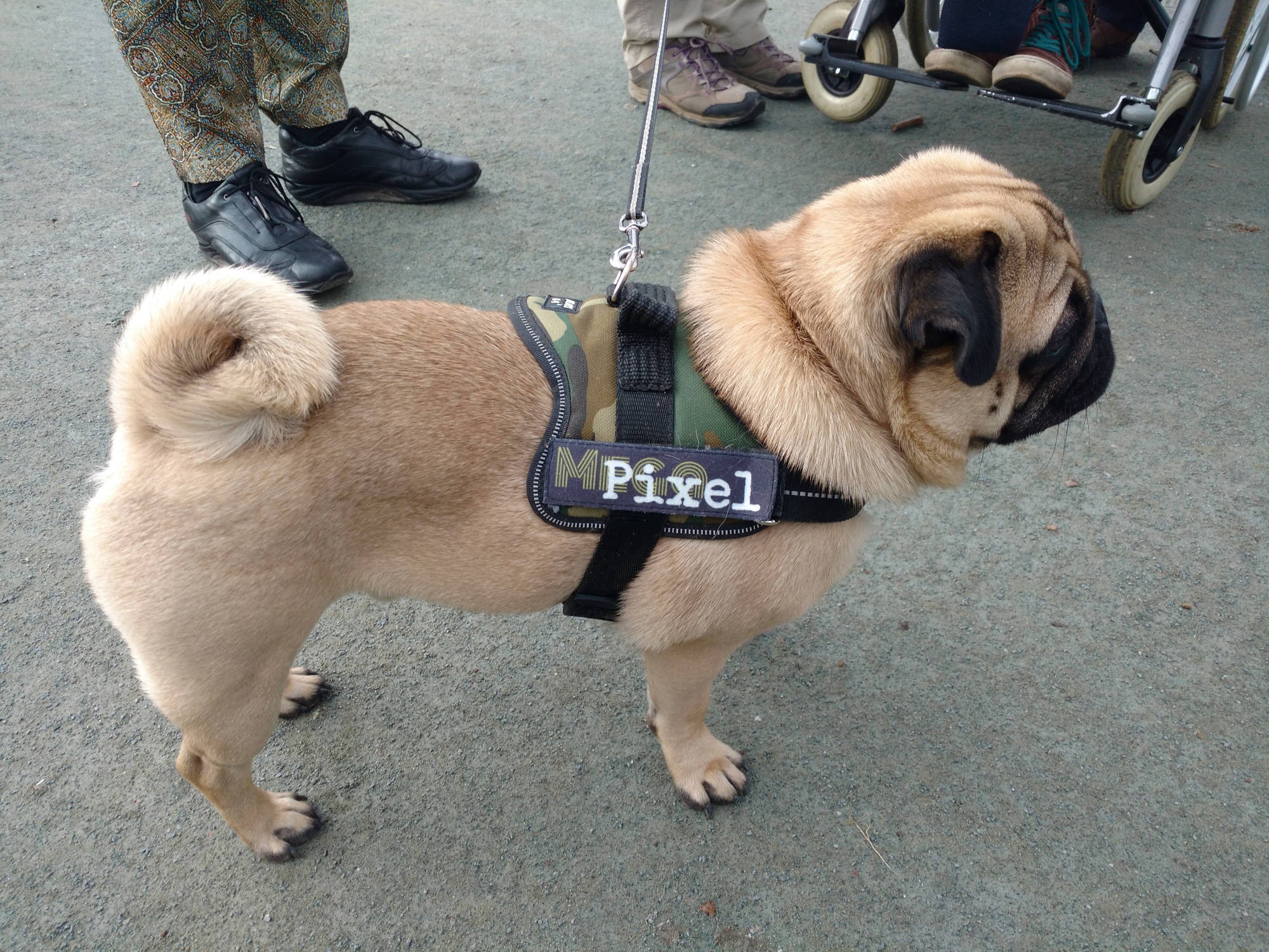 K9-label tekstlabel voor hondentuig bestellen? K9-label Ervaringen ...